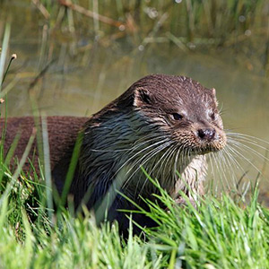 La Loutre d'Europe, mammifère aquatique du Marais poitevin