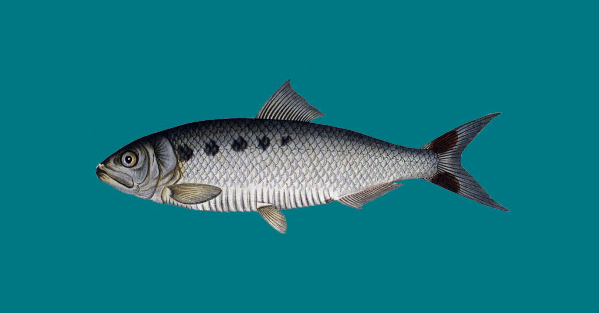 Le cru des Aloses 2016 est arrivé